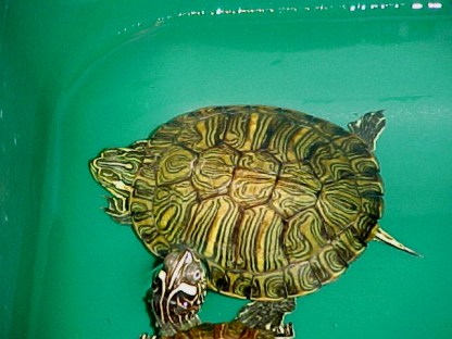 Redearslider.com :: View topic - cumberland/red eared slider hybrids